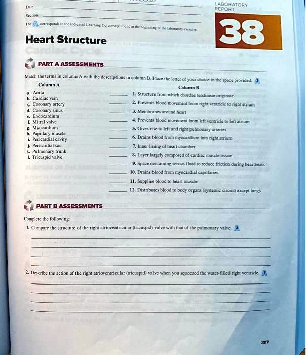 SOLVED: LABORATORY REPORT 38 Heart Structure PART A ASSESSMENTS Match ...