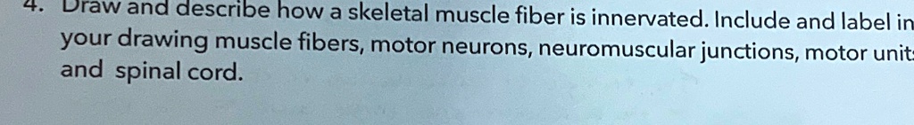 4. Draw and describe how a skeletal muscle fiber is innervated. Include ...