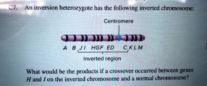 SOLVED: CZ. An inversion heterozygote has the following inverted ...