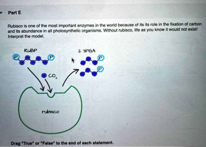 SOLVED: Rubisco is one of the most important enzymes in the world ...