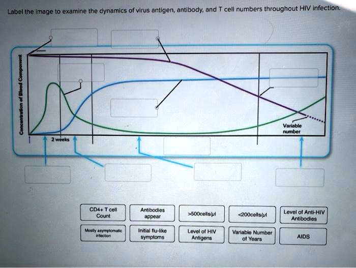 Cell numbers throughout hiv label the image t0 examine the...