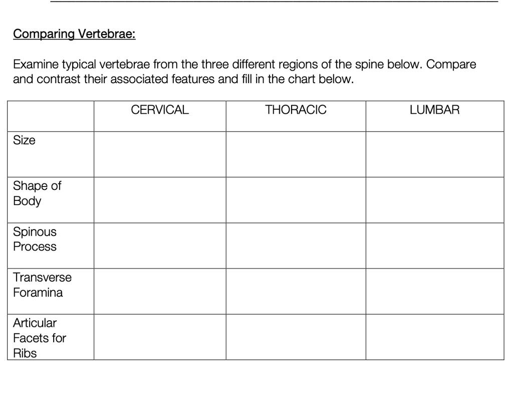 Comparing Vertebrae: Examine typical vertebrae from the three different ...