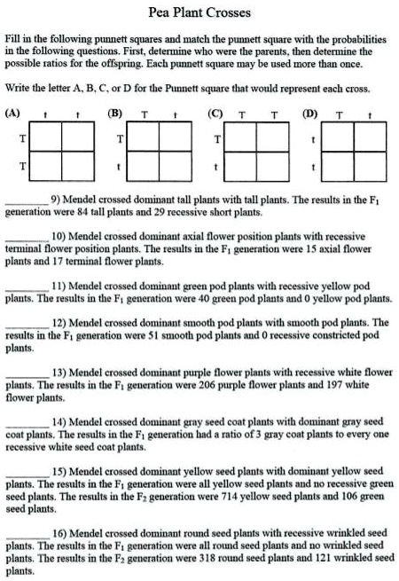 SOLVED:Pea Plant Crosses Fill in the following punnett Sque> and match ...