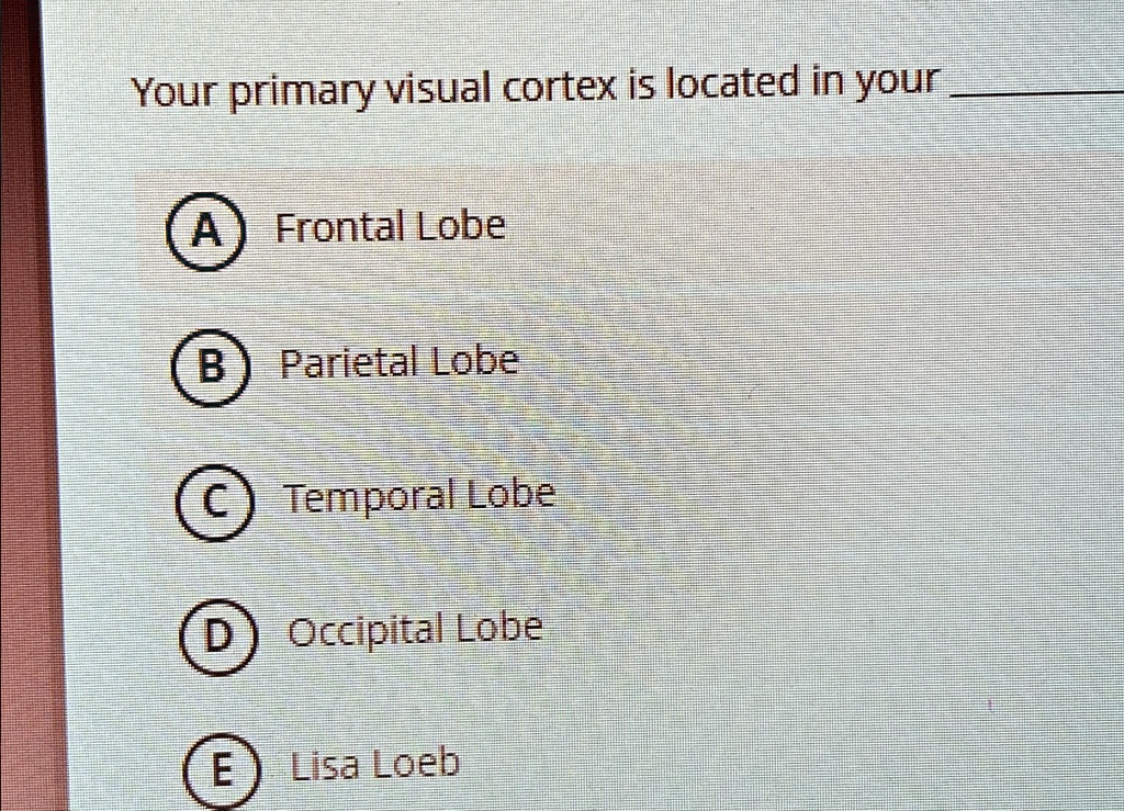 Your primary visual cortex is located in your: A. Frontal Lobe B ...