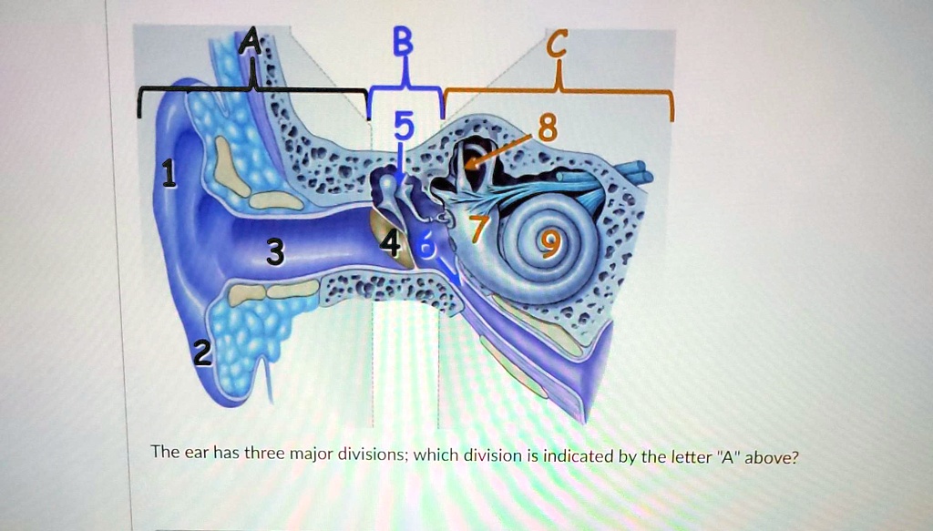 SOLVED: 5 8 3 The ear has three major divisions; which division is ...