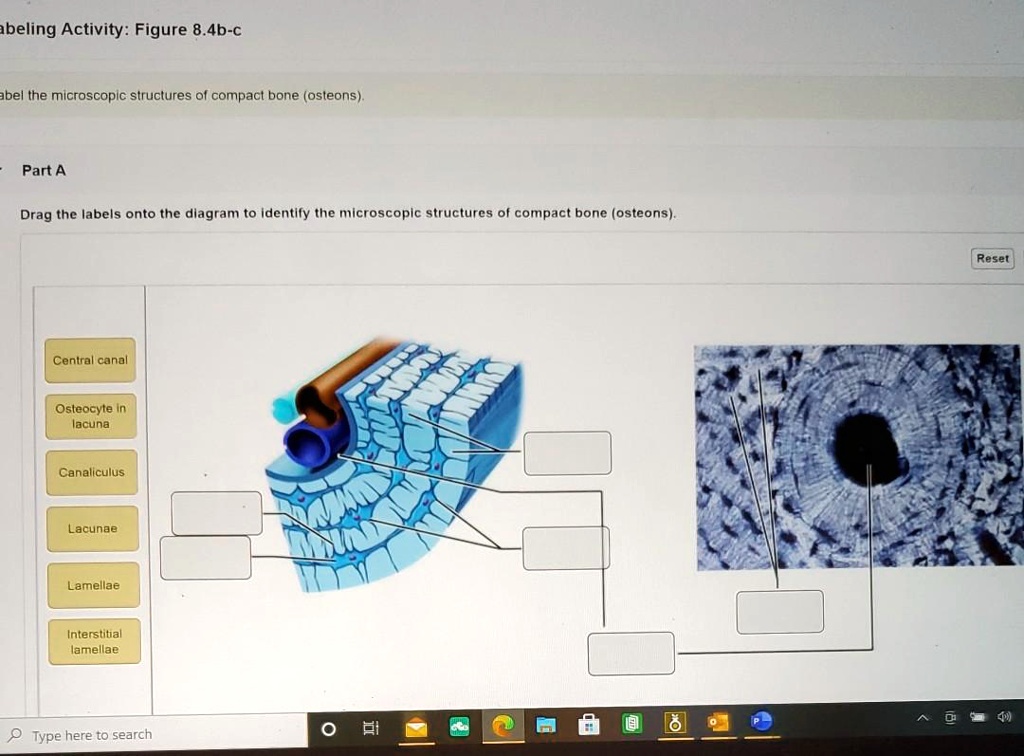 [GET ANSWER] abeling Activity: Figure 8.4b-c abel the microscopic ...