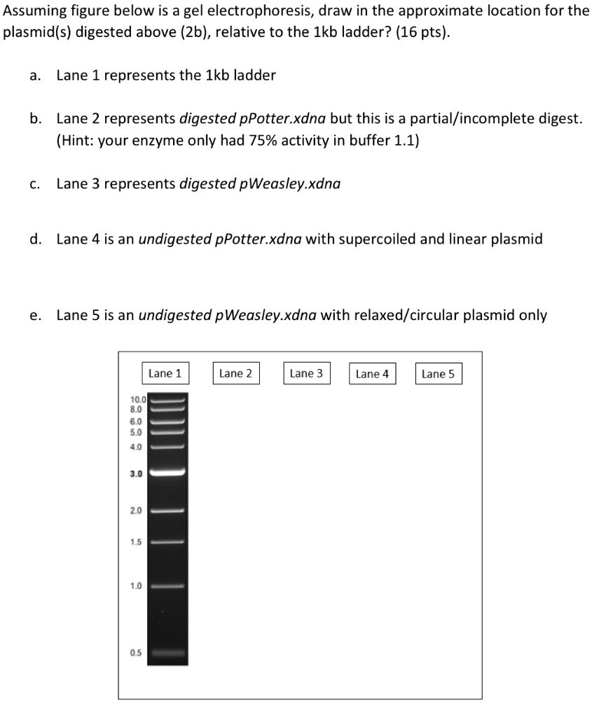 [GET ANSWER] assuming figure below is a gel electrophoresis draw in the approximate location for ...