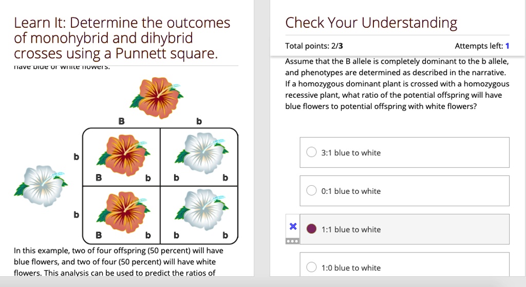 Example Of Dihybrid Cross Using Punnett Square