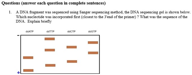 questions answer each question in complete sentences 1 a dna fragment was sequenced using sanger ...