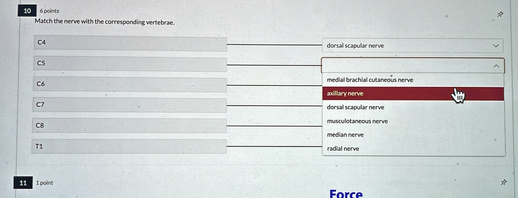 10 6 points Match the nerve with the corresponding vertebrae. C4 dorsal ...