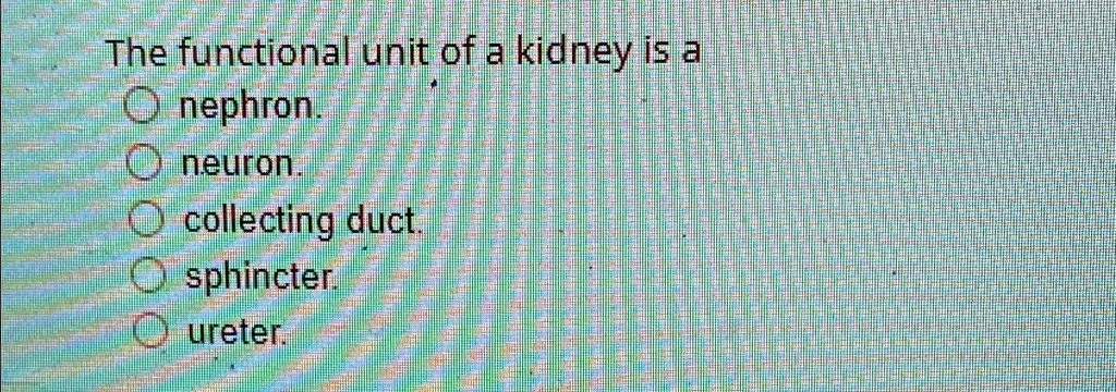 The functional unit of a kidney is...