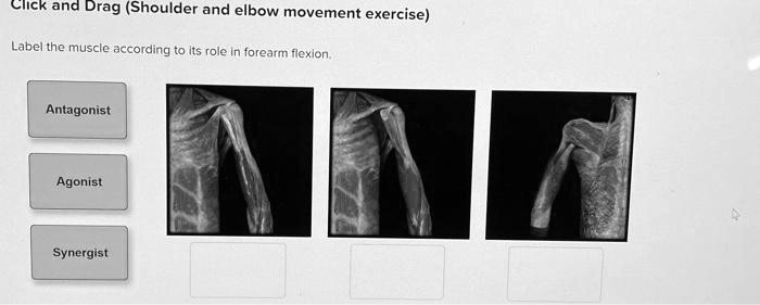 Click and Drag (Shoulder and elbow movement exercise) Label the muscle ...