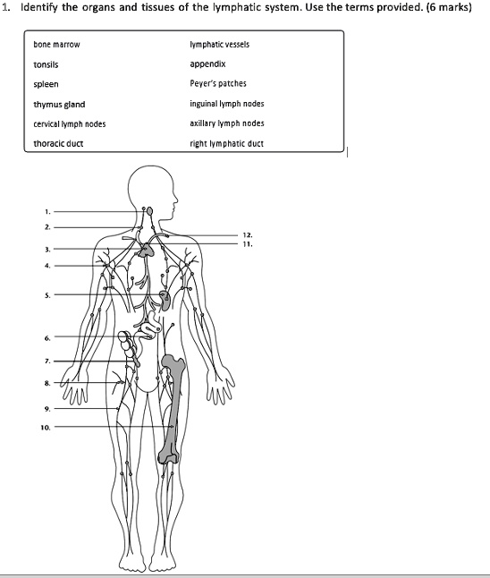 SOLVED: Identify the organs and tissues of the lymphatic system. Use the terms provided ...