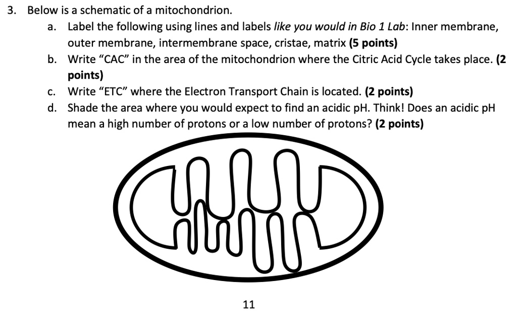 SOLVED: Below is a schematic of a mitochondrion: a. Label the following ...