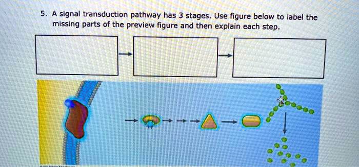 SOLVED: A signal transduction pathway has 3 stages. Use figure below to ...