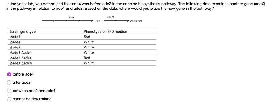 SOLVED: In the yeast lab, you determined that ade4 was before adez in ...