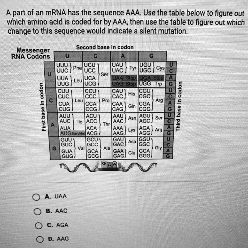 SOLVED: 'A part of an mRNA has the sequence AAA. Use the table below to ...
