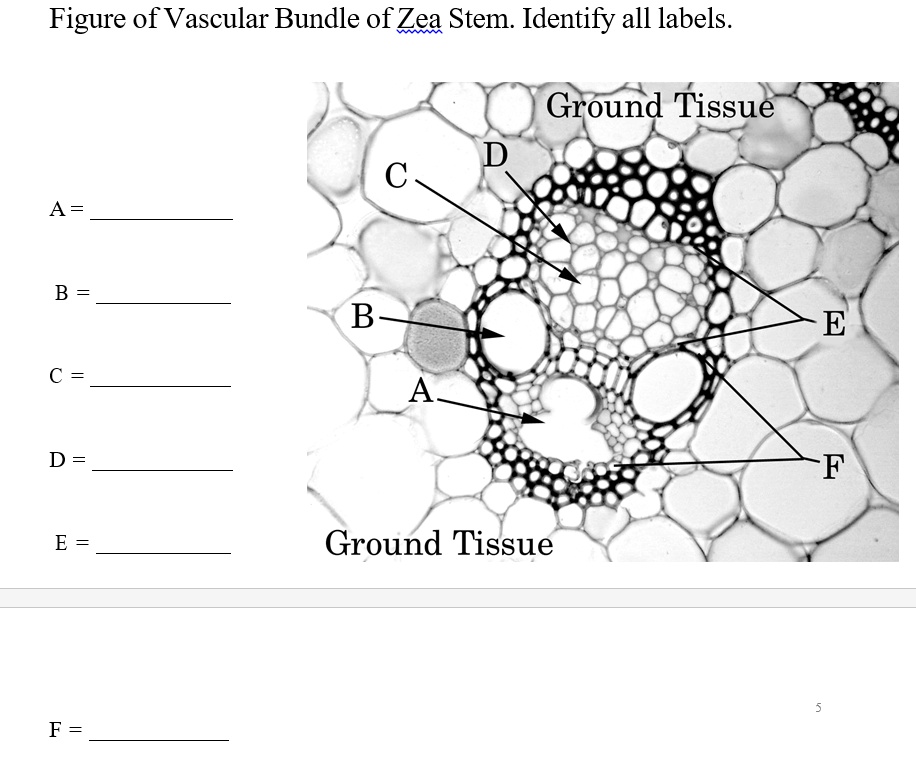 SOLVED: Figure of Vascular Bundle of Zea Stem: Identify all labels. Ground Tissue D A = B B-S E ...
