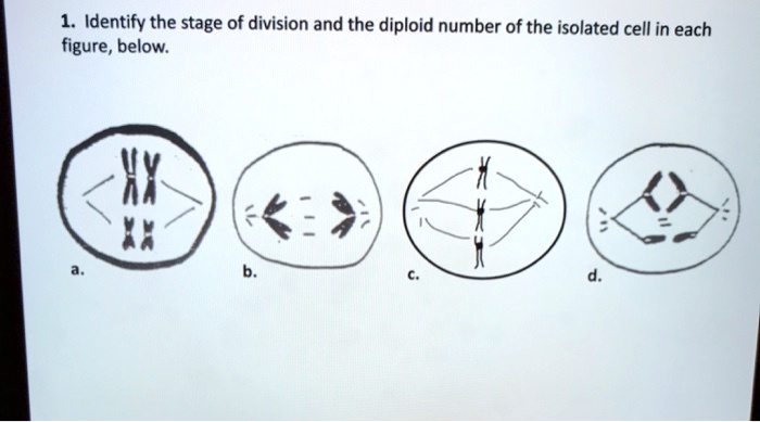 SOLVED: 1. Identify the stage of division and the diploid number of the ... SOLVED: 1. Identify the stage of division and the diploid number of the ...