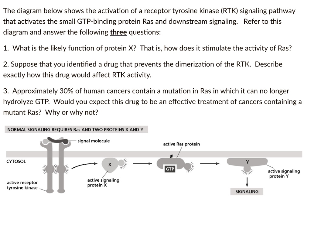 The diagram below shows the activation of a receptor tyrosine kinase (RTK) signaling pathway ...