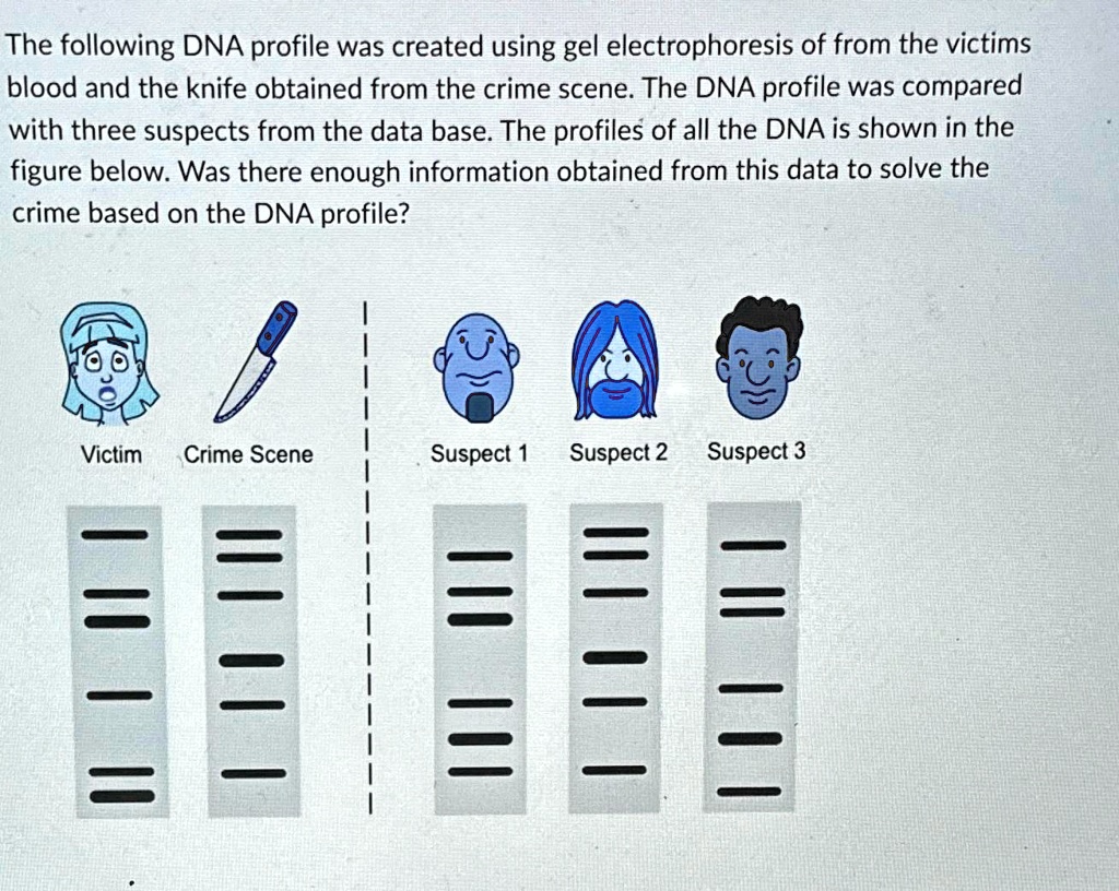 The following DNA profile was created using gel electrophoresis of from ...