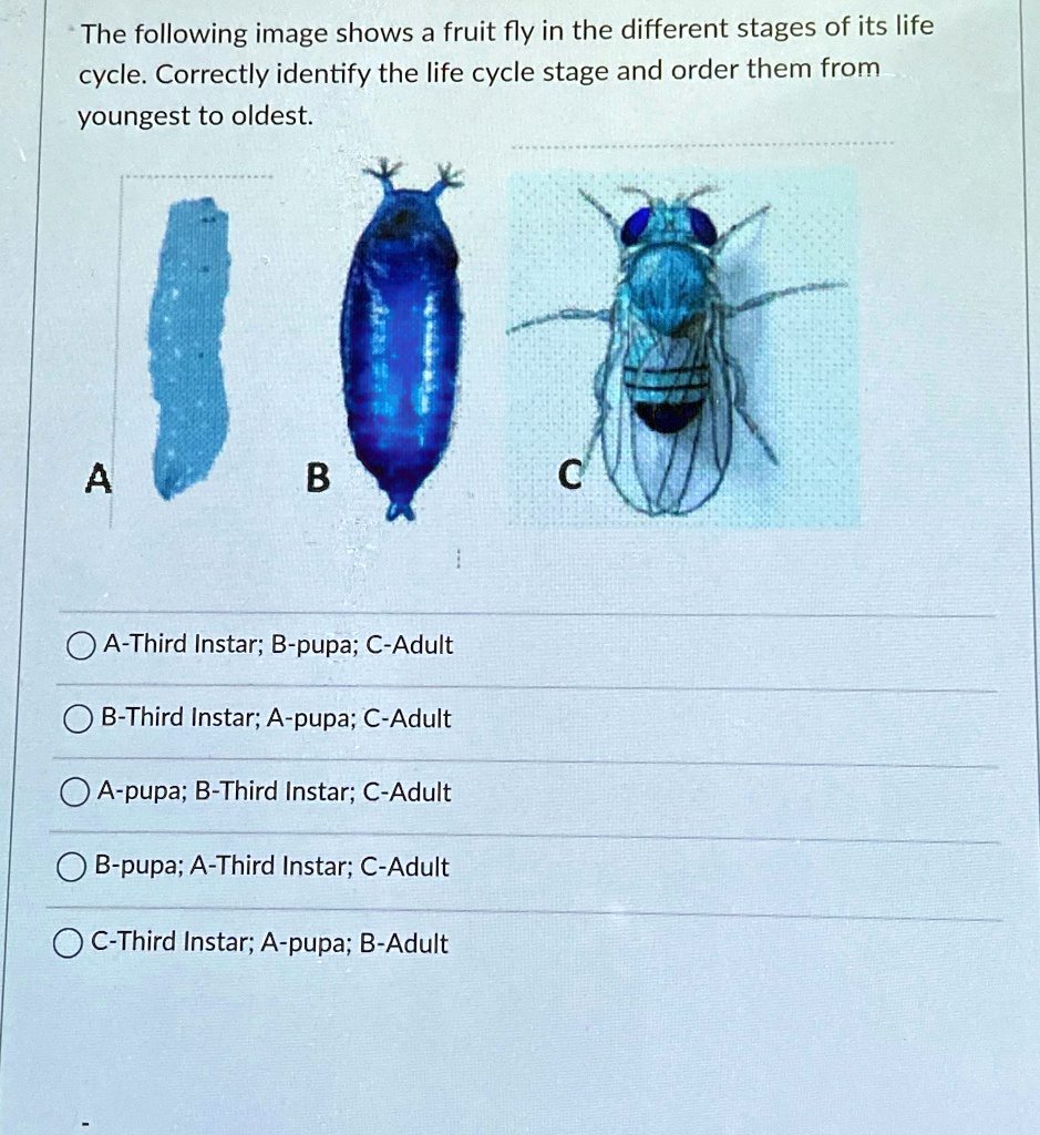 The following image shows a fruit fly in the different stages of its ...