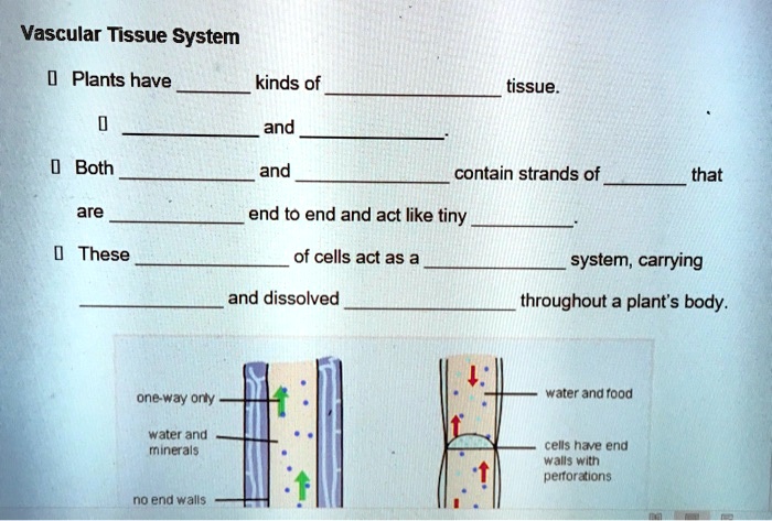 SOLVED: Vascular Tissue System Plants have kinds of tissue and Both and ...
