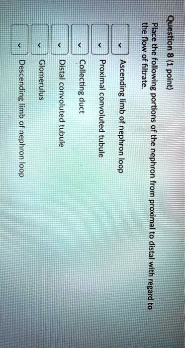 Question 8 (1 point) Place the following portions of the nephron from ...