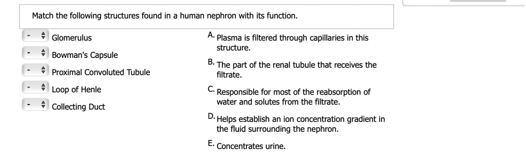 SOLVED: Match the following structures found in human nephron with its function. Glomerulus A ...