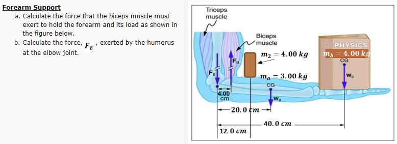 forearm support calculate the force that the biceps muscle must exert ...