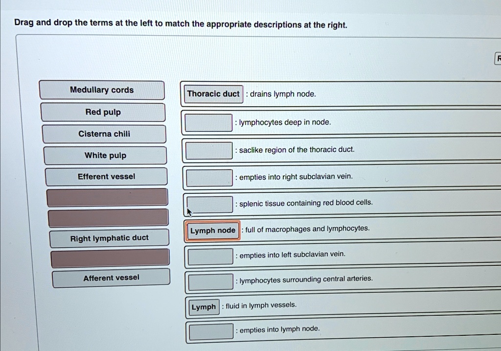 Drag And Drop The Terms At The Left To Match The Appropriate Descriptions At The Right Medullary