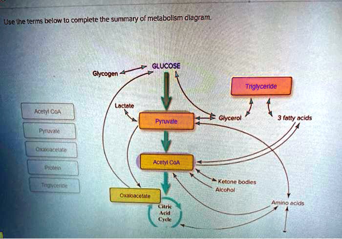 SOLVED: us the term below to complete the summary of metabolism diagram ...