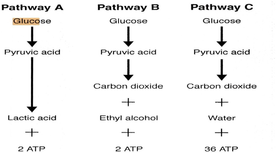 Pathway A Glucose Pyruvic acid Lactic acid + 2 ATP Pathway B Glucose ...