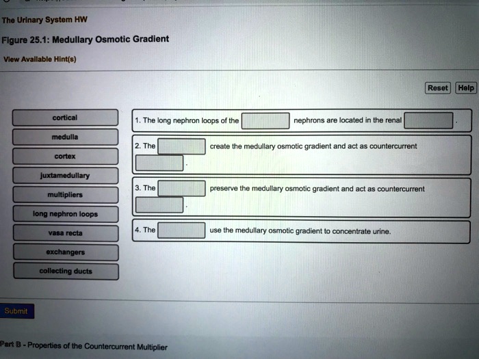 The Urinary System HW Figure 25.1: Medullary Osmotic Gradient 1. The ...