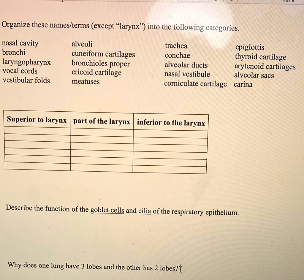 Anatomy and Physiology Organize these names/terms (except "larynx ...
