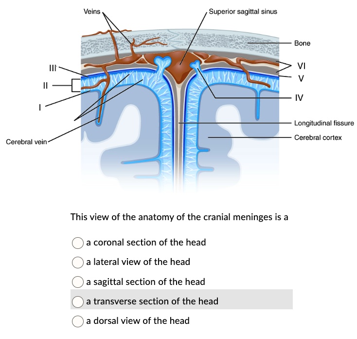 Cerebral vein Veins Superior sagittal sinus This view of the anatomy of ...