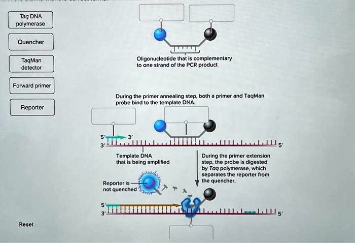 SOLVED: Texts: Fill in the blank with the correct terms. Taq DNA ...