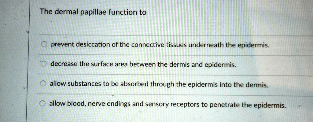 the dermal papillae function to oprevent desiccation of the connective ...