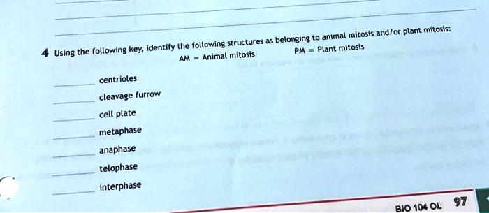 SOLVED: Mitosis and/or Plant Mitosis: Belonging Animal Key; Identify ...