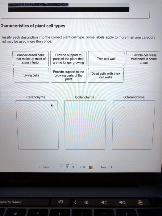 Characteristics of plant cell types Classify each description into the ...
