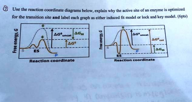 SOLVED: Use the reaction coordinate diagrams below to explain why the active site of an enzyme ...