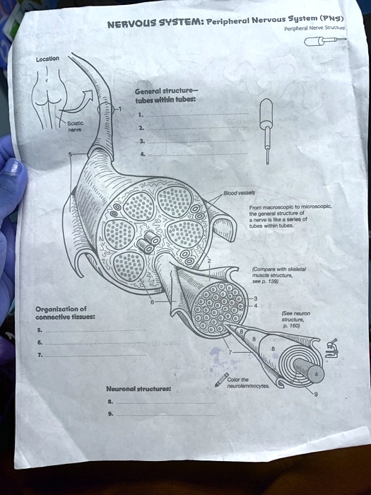 Location Sciatic nerves Organization of connective tissues: 5. 6. 7 ...