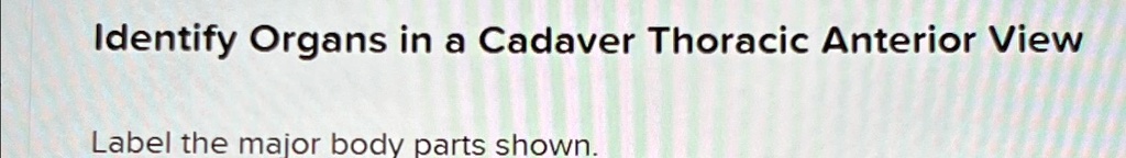 SOLVED: Identify Organs in a Cadaver Thoracic Anterior View Label the ...