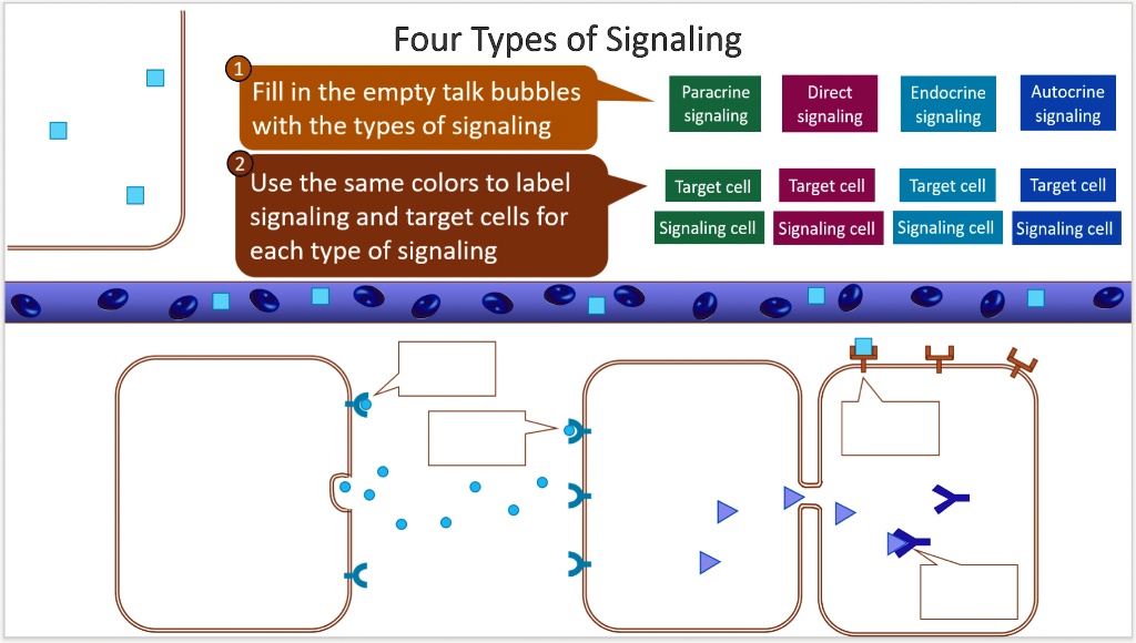 SOLVED: Four Types of Signaling Fill in the empty talk bubbles Paracrine with the types of ...