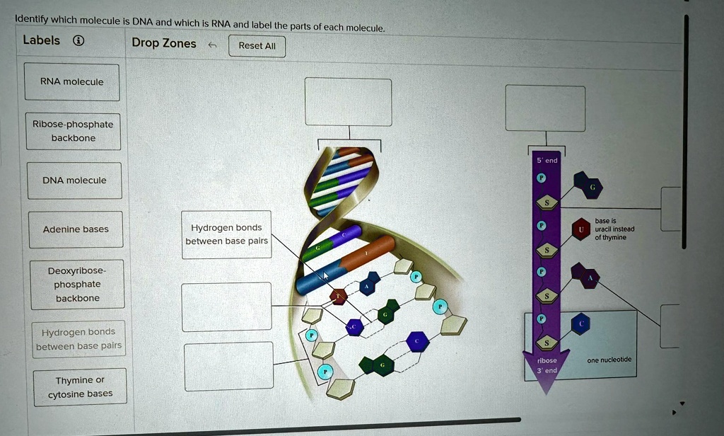 identify which molecule is dna and which is rna and label the parts of ...