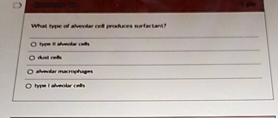 What type of alveolar cell produces surfactant? type II alveolar cells ...