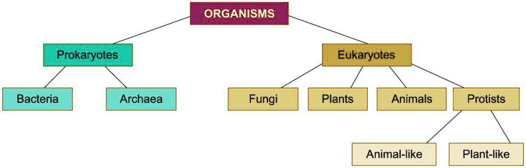 Prokaryotes Bacteria ORGANISMS Eukaryotes Archaea Fungi Plants Animals ...