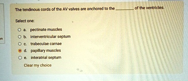 the tendinous cords of the av valves are anchored to the of the ...