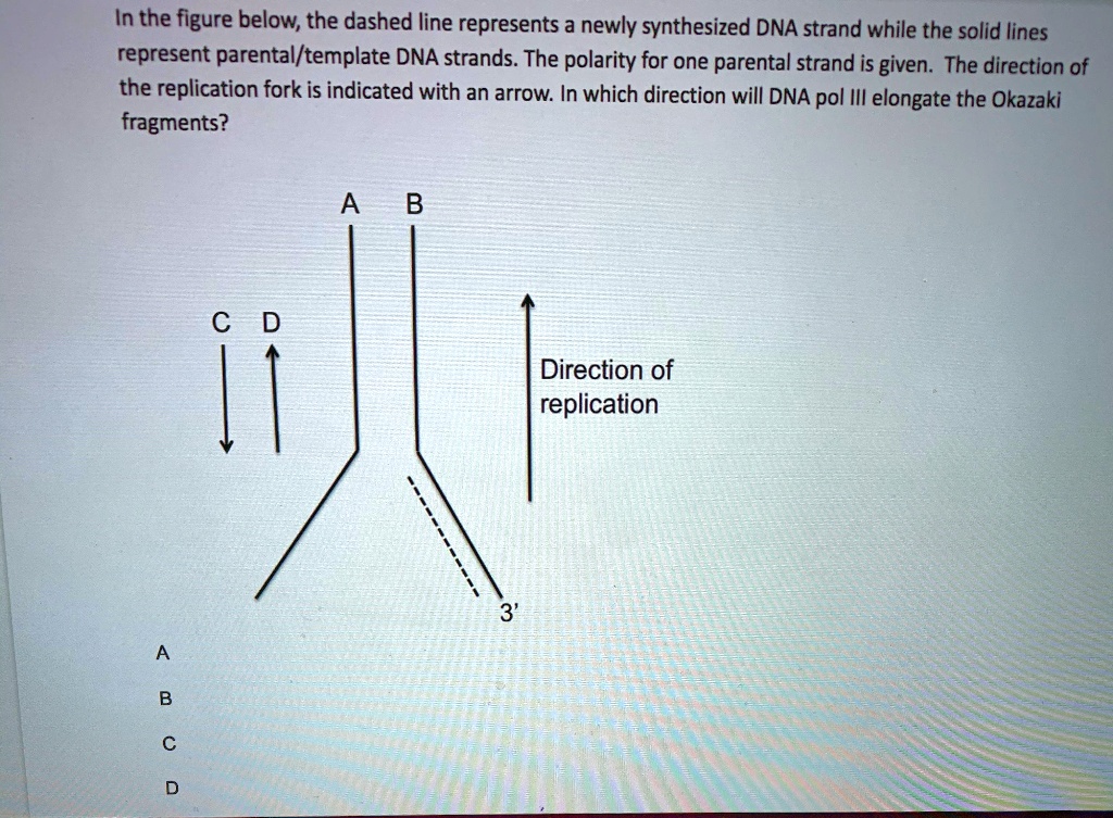 in the figure below the dashed line represents a newly synthesized dna strand while the solid ...
