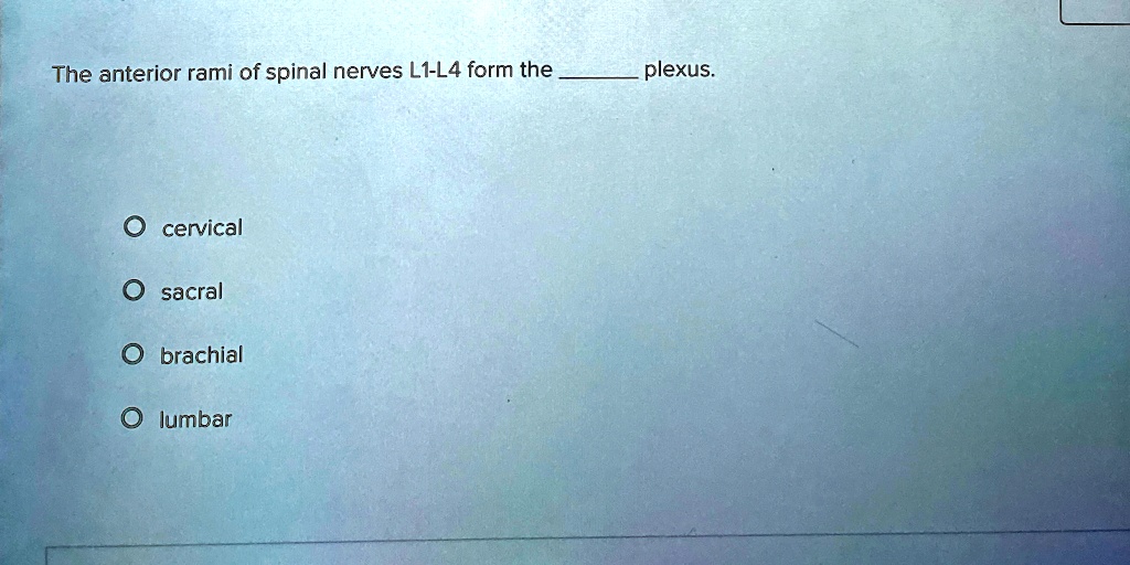 the anterior rami of spinal nerves l1 l4 form the plexus o cervical o ...